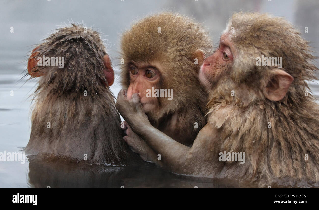 Japanese Macaque (Macaca fuscata) juvenile pulling on another juvenile ...