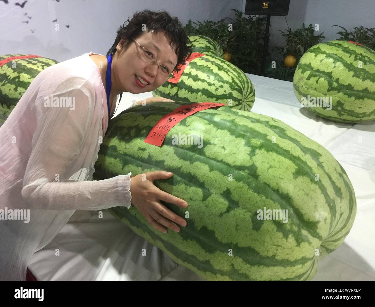Worlds Biggest Watermelon