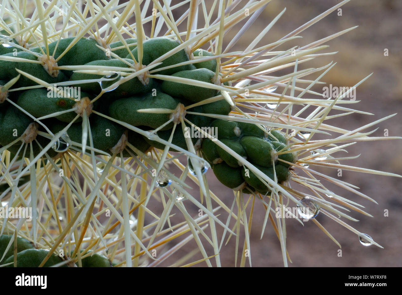 Cylindropuntia whipplei hi-res stock photography and images - Alamy