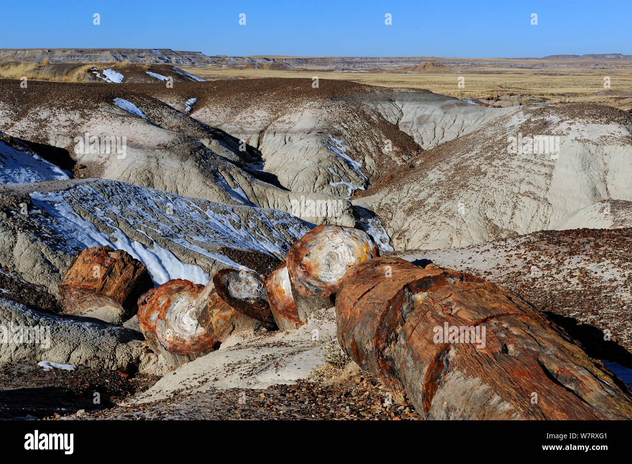 Chinle Az Petrified Trees
