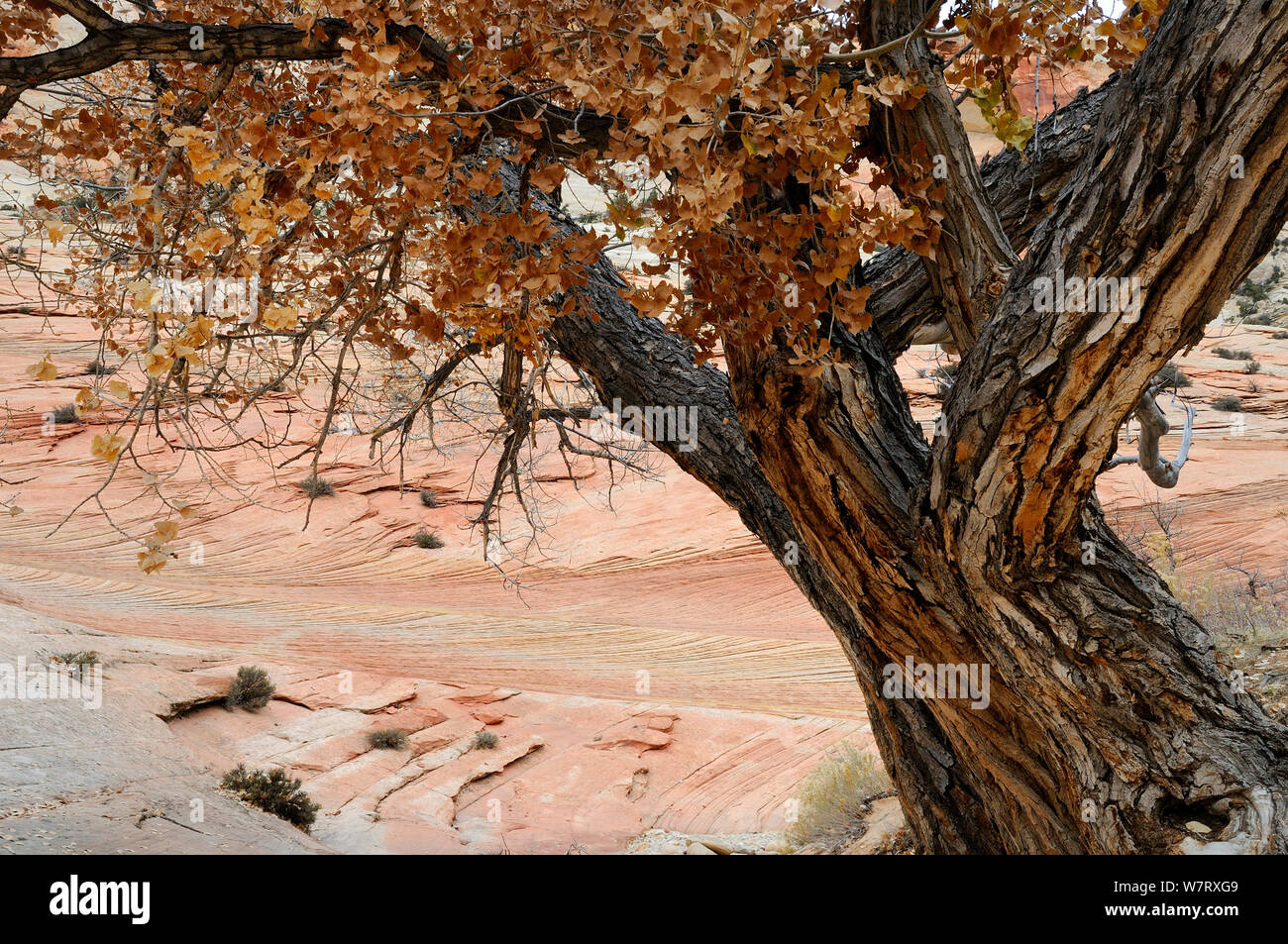 Populus fremontii hi-res stock photography and images - Alamy
