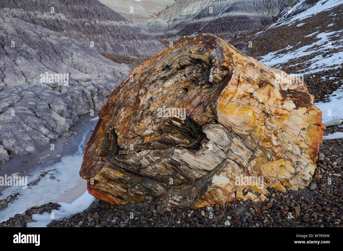 Petrified wood segment, Blue Mesa Badlands, Petrified Forest National ...