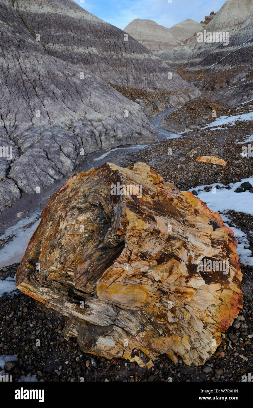 Petrified wood segment, Blue Mesa Badlands, Petrified Forest National ...