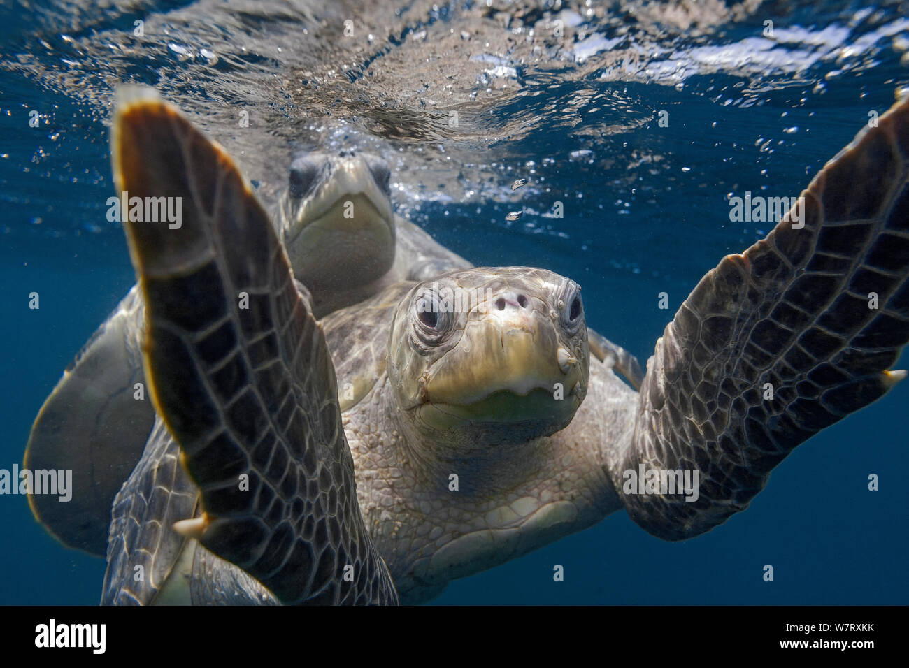 Mating sea turtles hi-res stock photography and images - Alamy