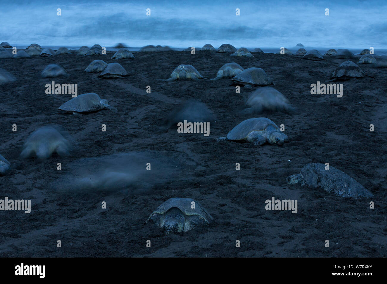 Olive ridley sea turtles hi-res stock photography and images - Alamy