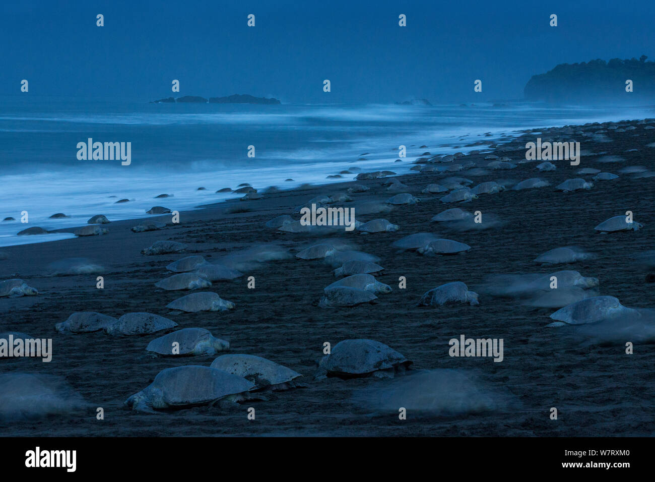 Olive ridley sea turtles (Lepidochelys olivacea) females coming ashore ...