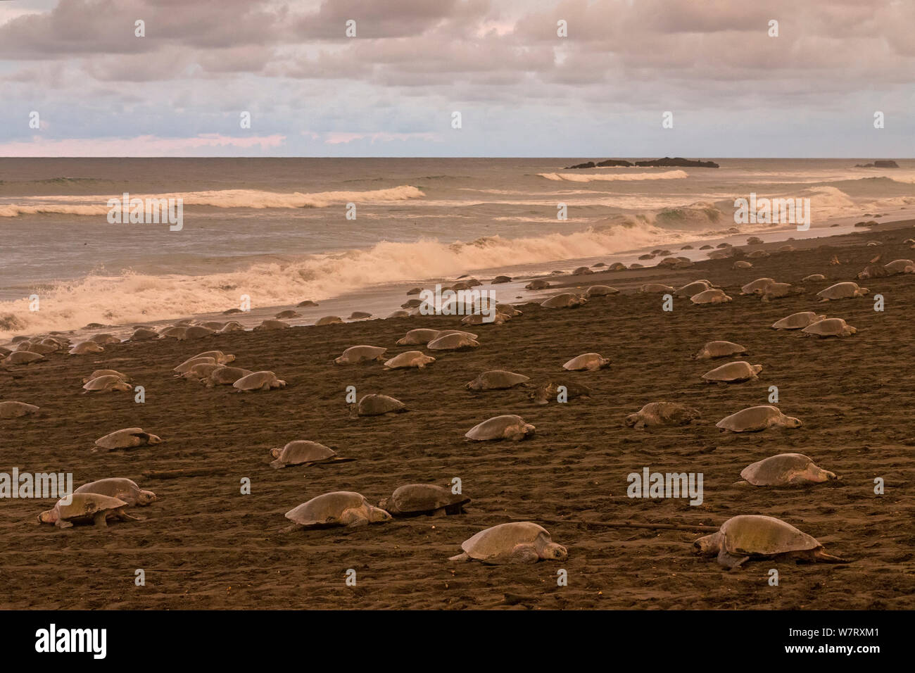 Olive ridley sea turtles (Lepidochelys olivacea) females coming ashore ...