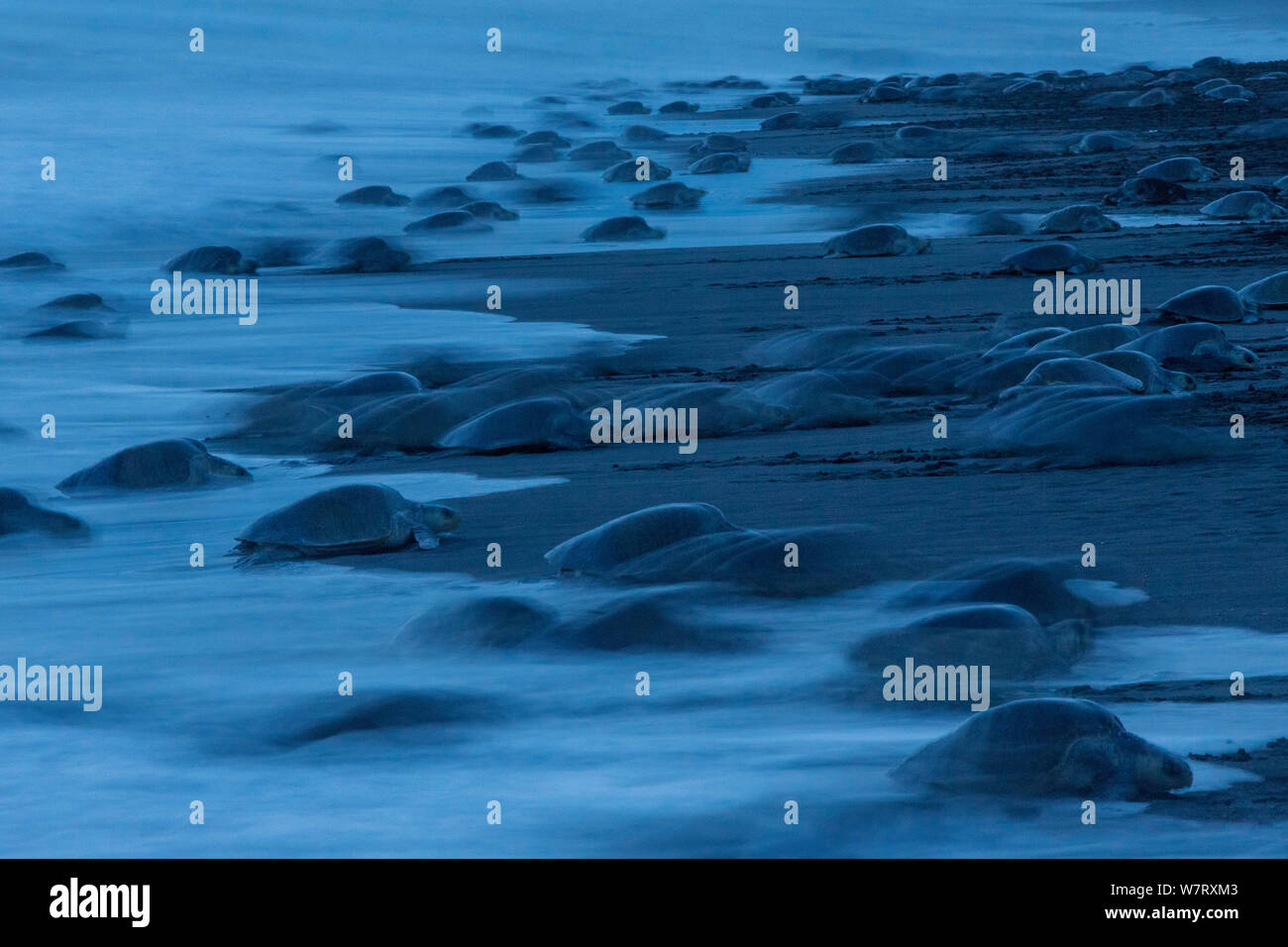 Olive ridley sea turtles (Lepidochelys olivacea) females coming ashore ...