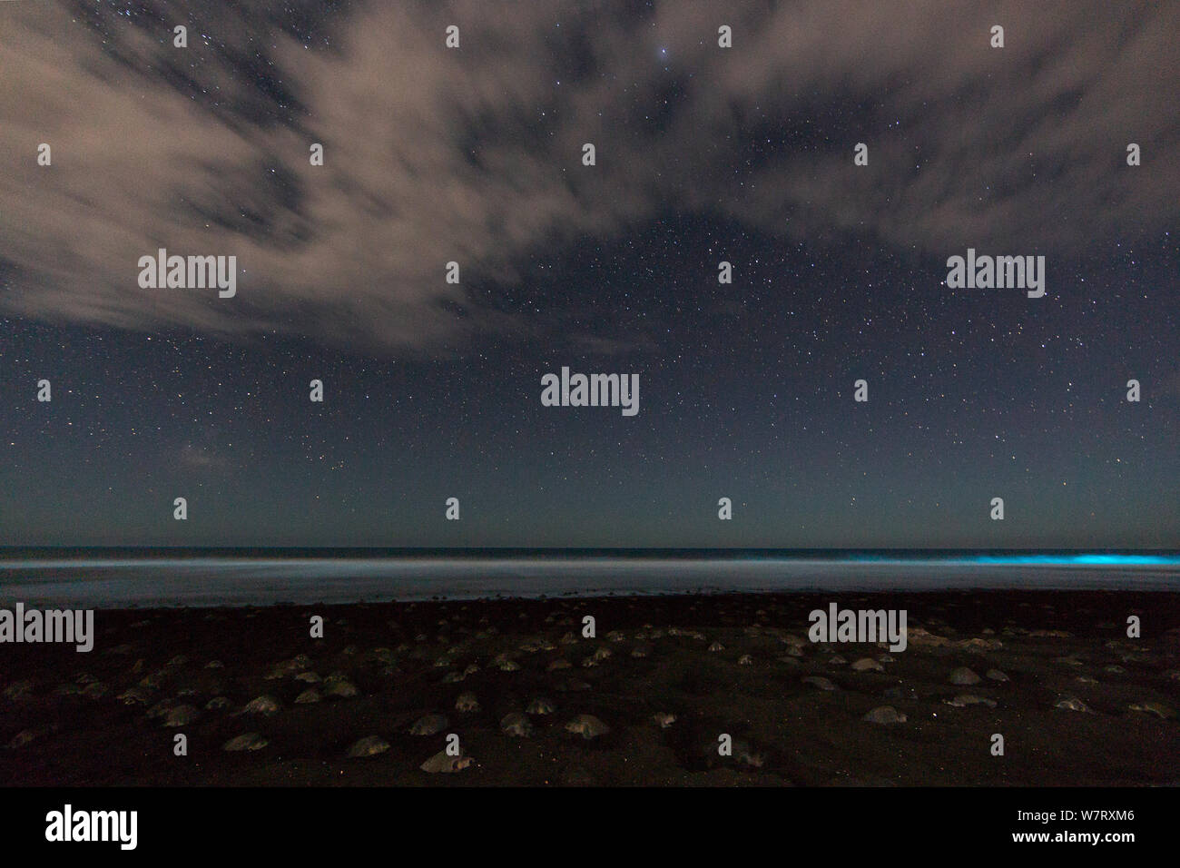 Olive ridley sea turtles (Lepidochelys olivacea) digging their nests by ...