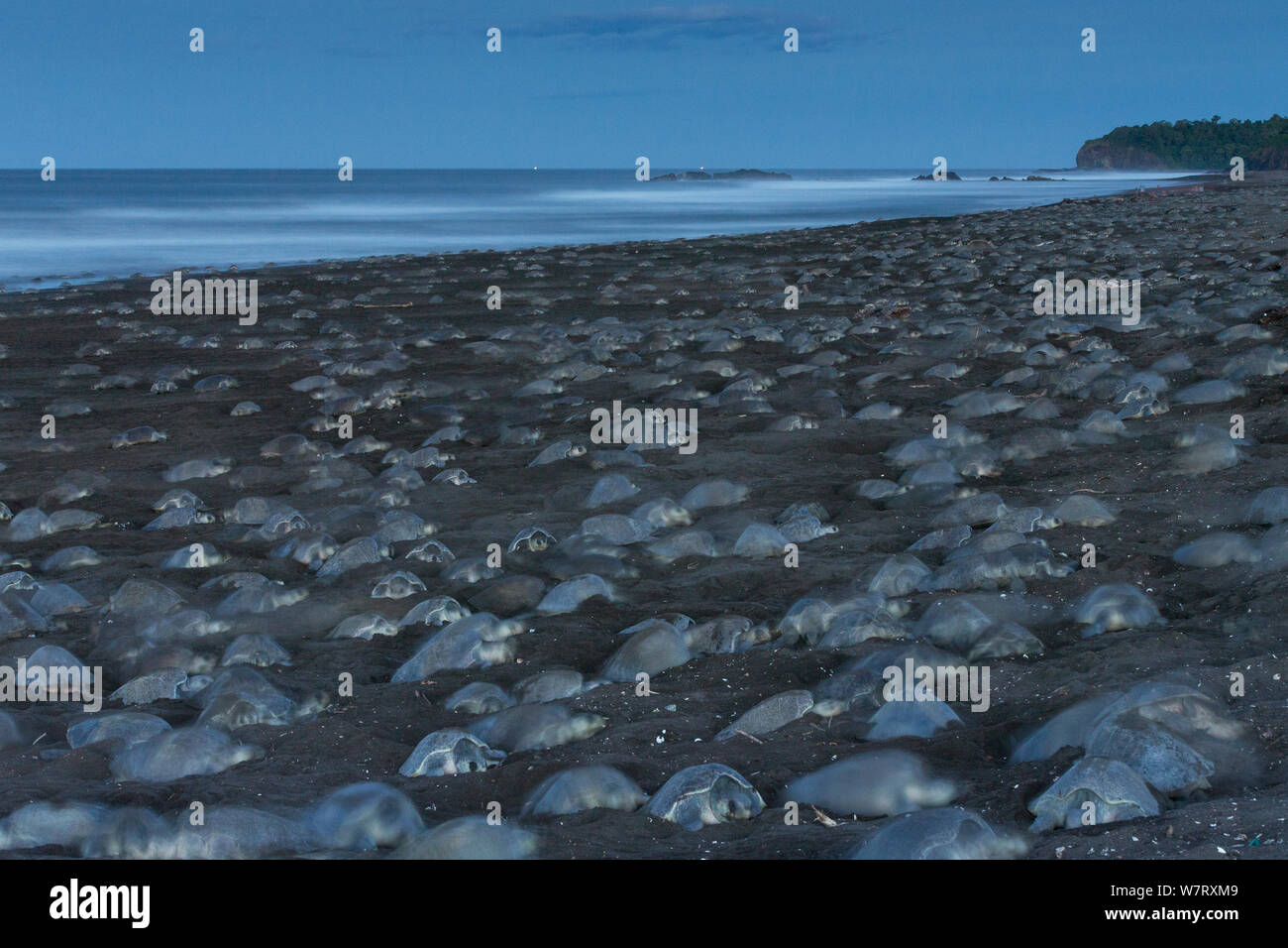 Olive ridley sea turtles (Lepidochelys olivacea) digging their nests ...