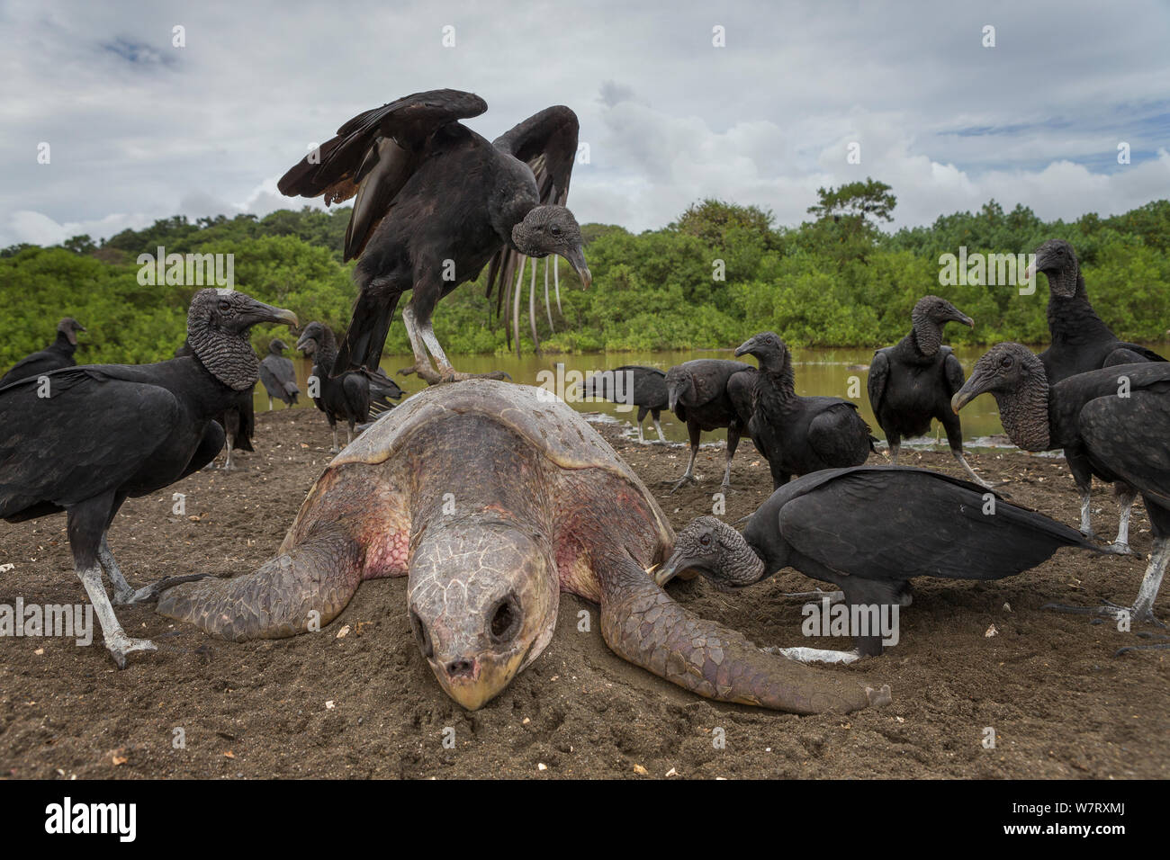 Black vultures (Coragyps atratus) feeding on dead Olive ridley sea turtle (Lepidochelys olivacea ...