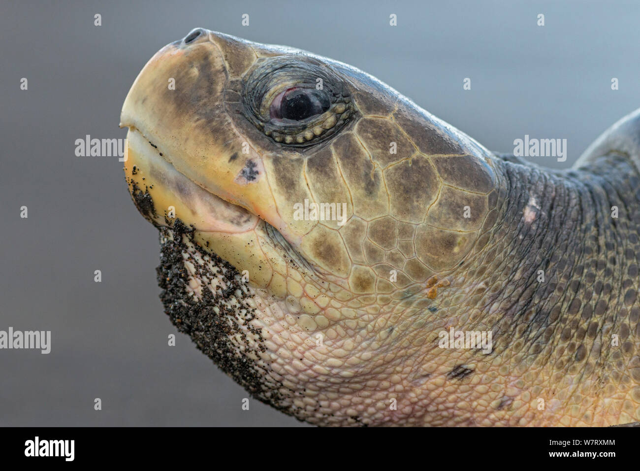Olive ridley sea turtle (Lepidochelys olivacea) portrait of adult ...