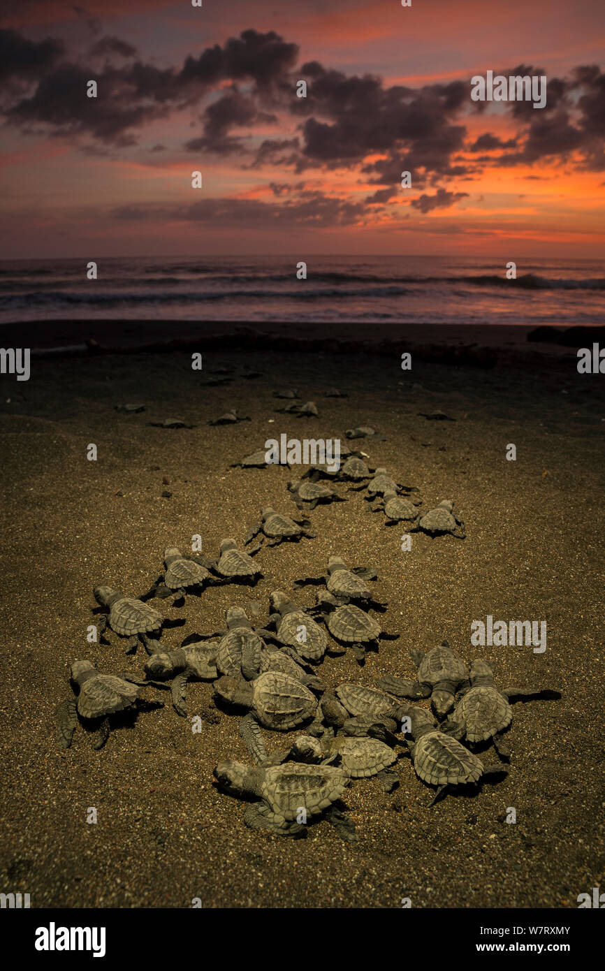 Olive ridley sea turtle hi-res stock photography and images - Alamy