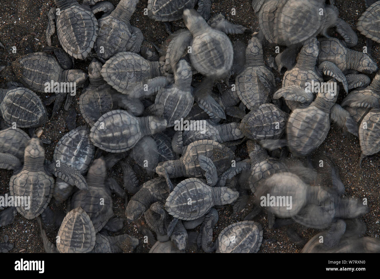 Olive ridley sea turtle (Lepidochelys olivacea) hatchlings emerge from ...