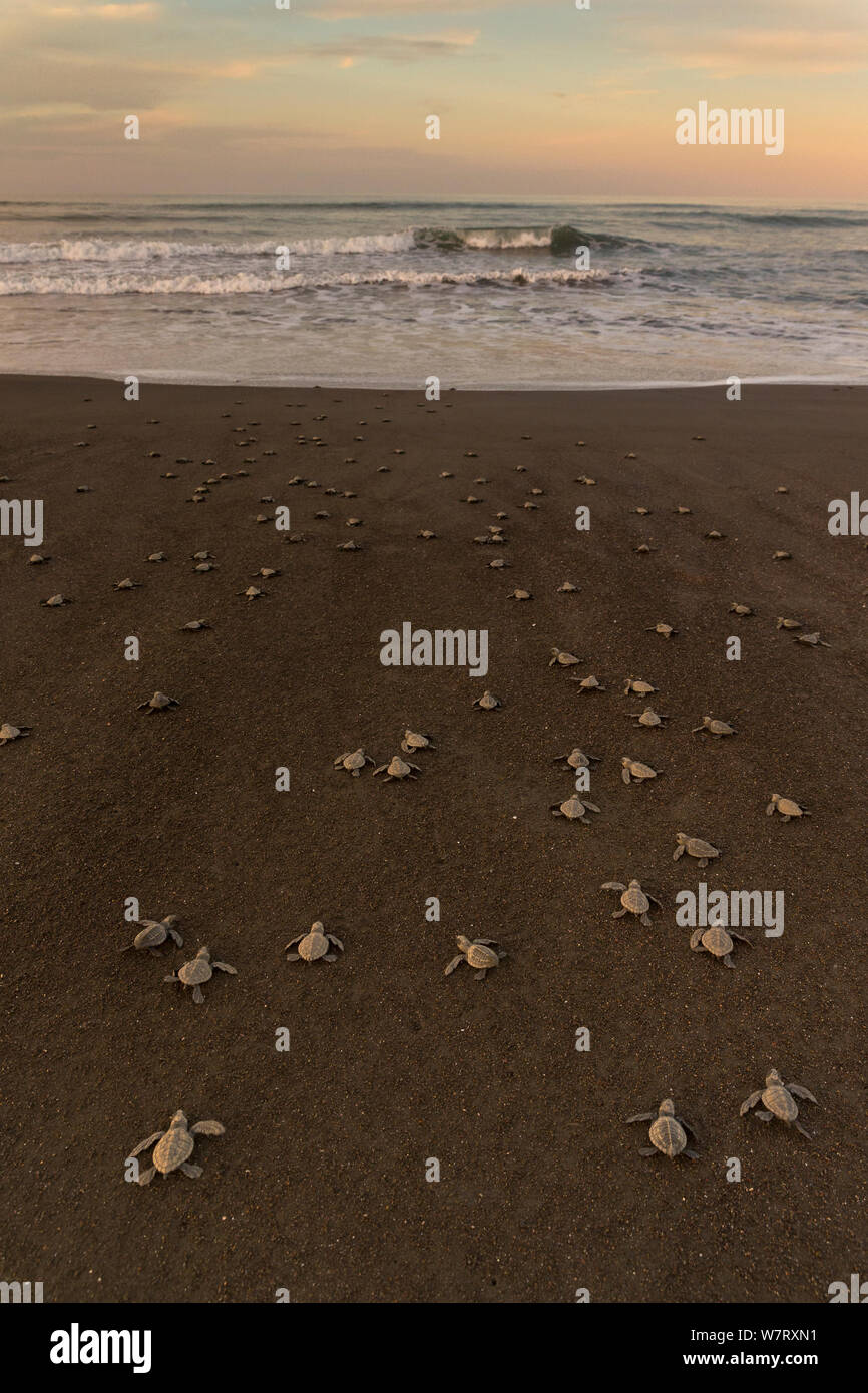 Olive ridley sea turtle (Lepidochelys olivacea) hatchlings on the way ...