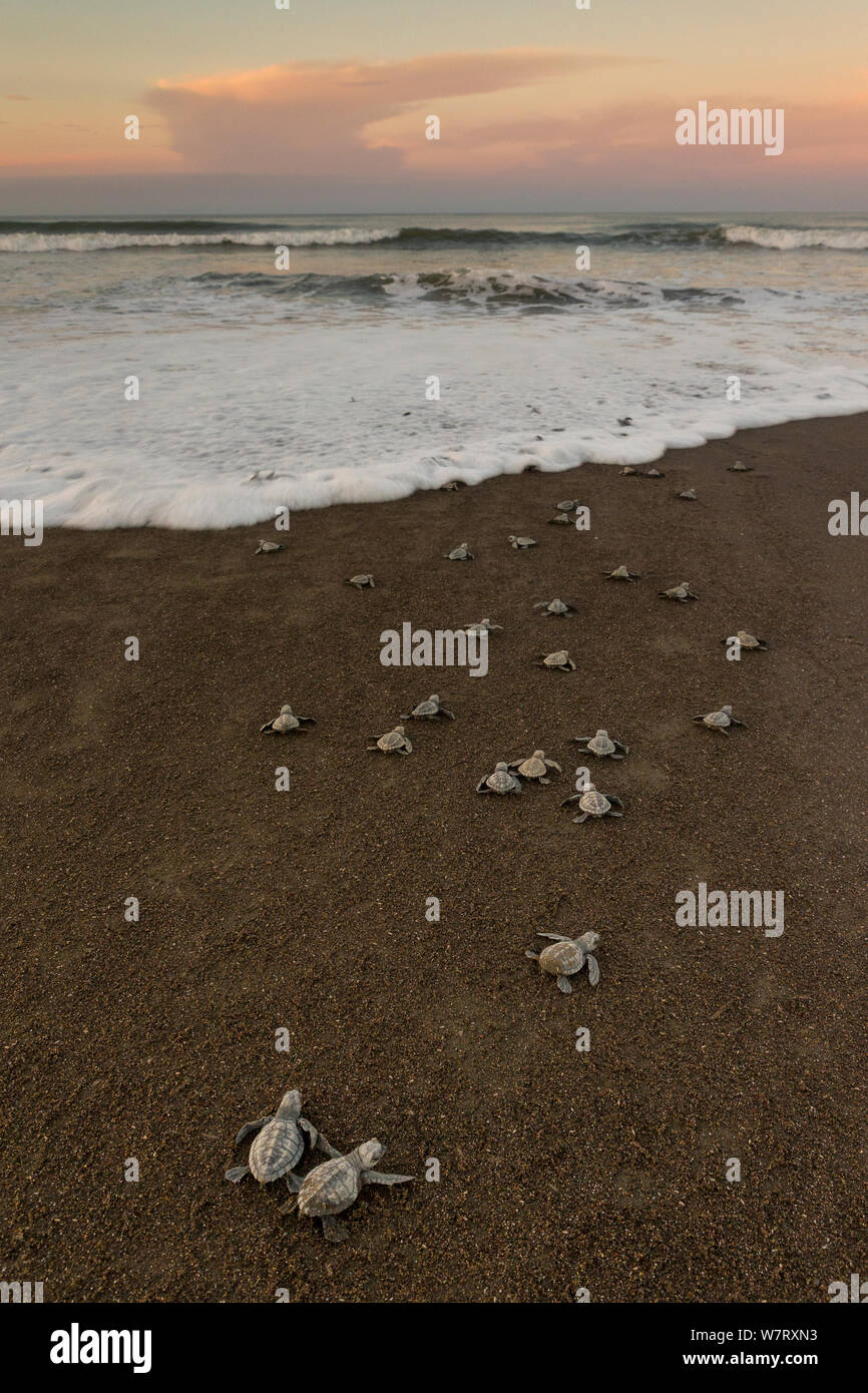 Olive ridley sea turtle (Lepidochelys olivacea) hatchlings on the way ...