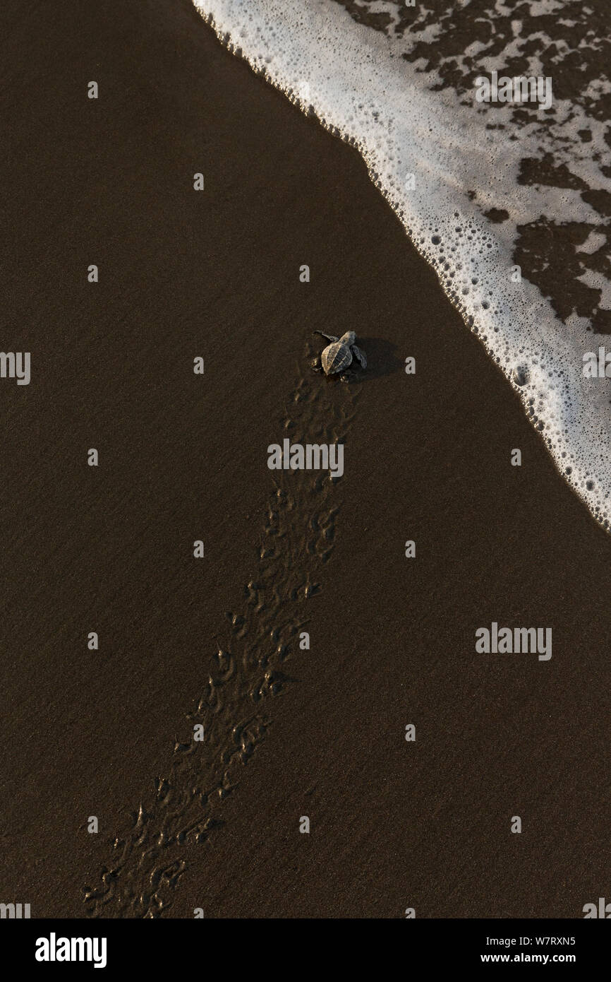 Olive ridley sea turtle (Lepidochelys olivacea) hatchling on its way to ...