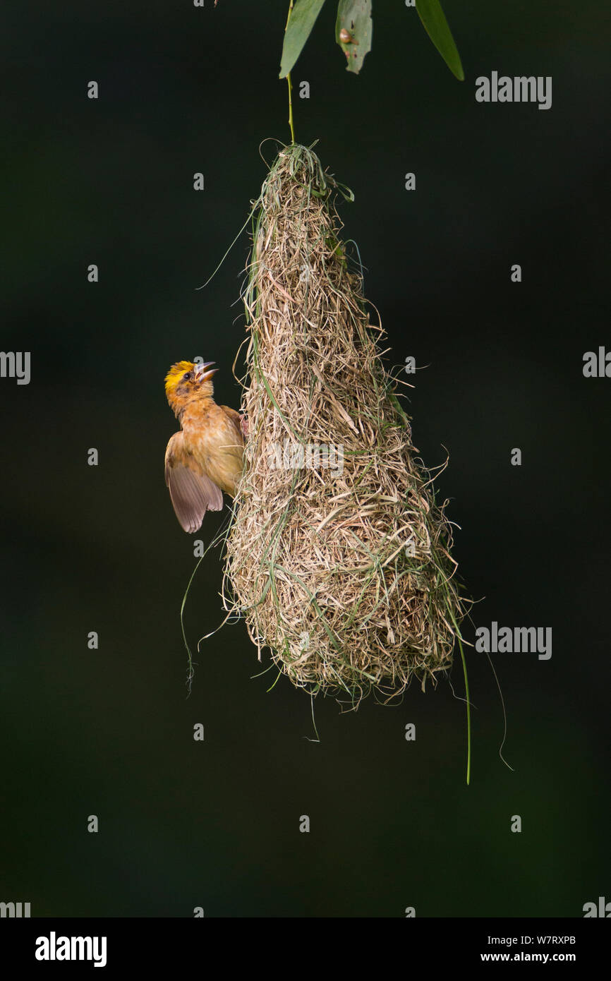 Baya weaver (Ploceus philippinus) subadult bird on 'play nest ...