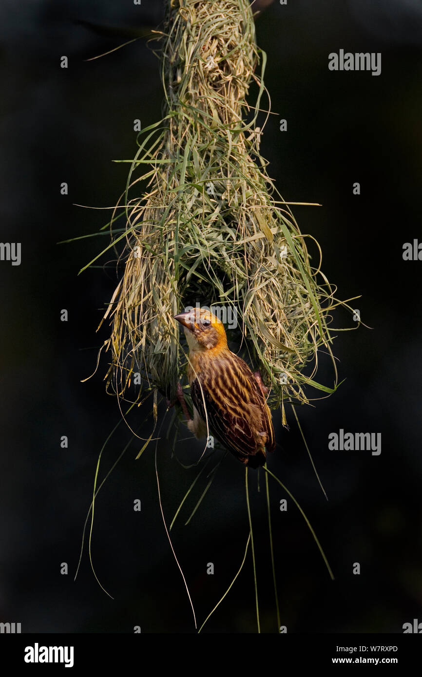 Baya weaver (Ploceus philippinus) subadult bird at 'play nest ...