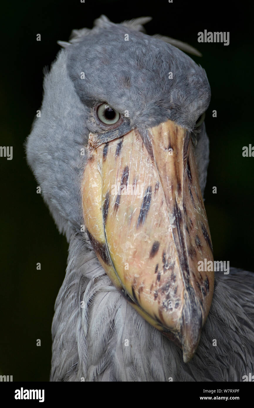 Shoebill (Balaeniceps rex) portrait, Uganda Stock Photo - Alamy