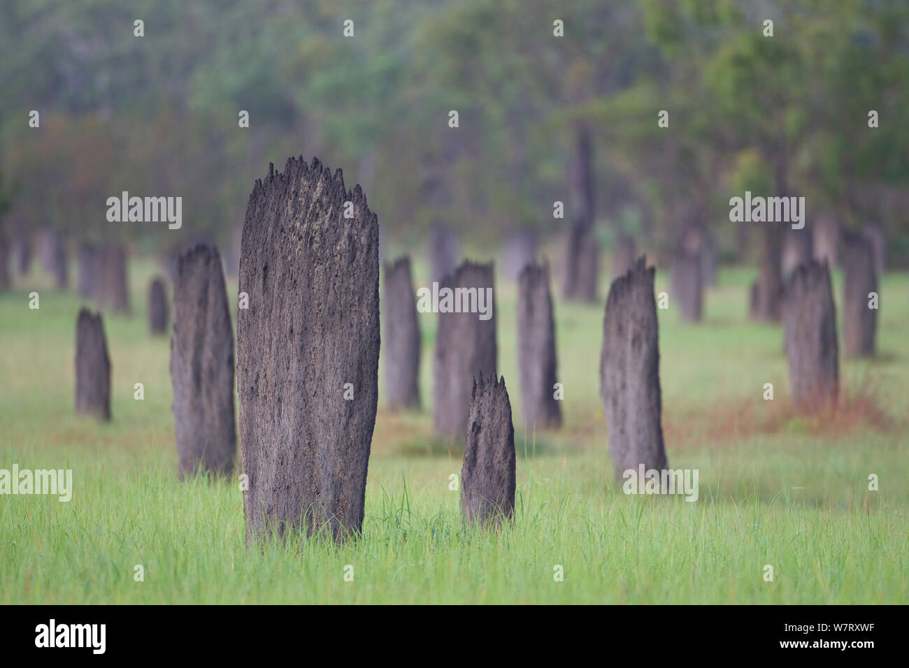 Magnetic termite (Amitermes meridionalis) mounds in grassland ...