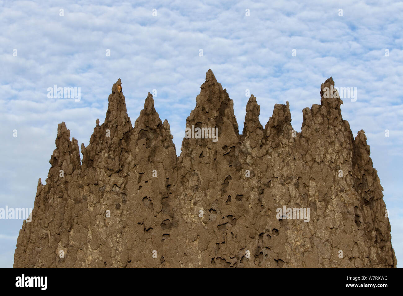 Magnetic termite (Amitermes meridionalis) mound, detail of spire ...