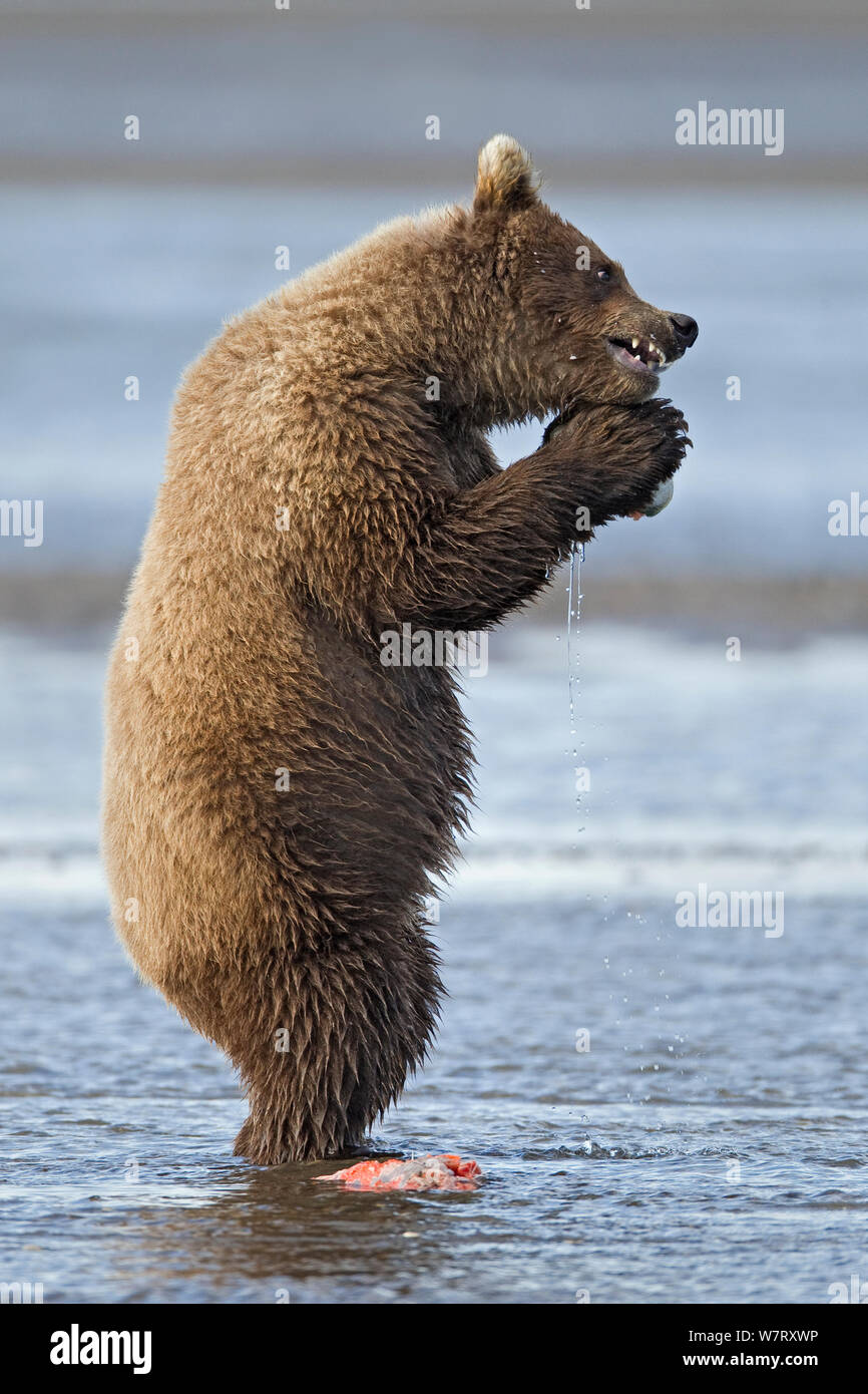 Grizzly standing hind legs hi-res stock photography and images - Alamy