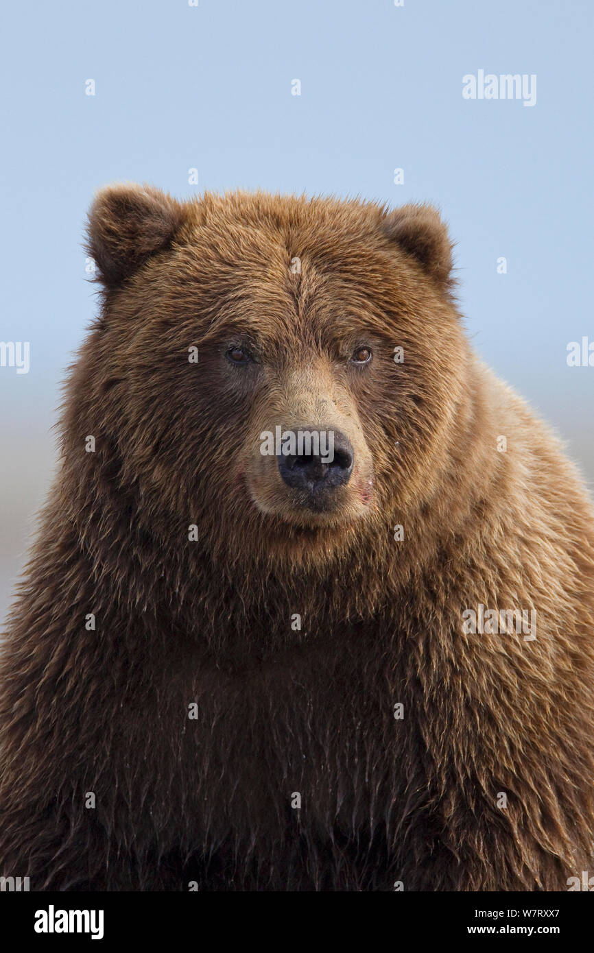 Grizzly bear (Ursus arctos horribilis) portrait, Lake Clark National ...