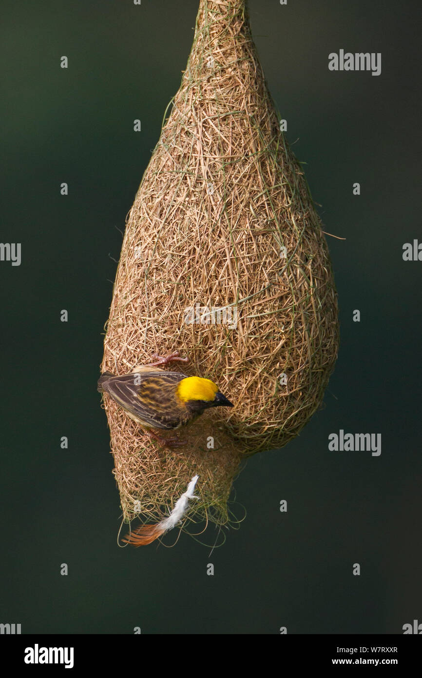 Baya weaver (Ploceus philippinus) female dropping nesting material (feather) from nest ...