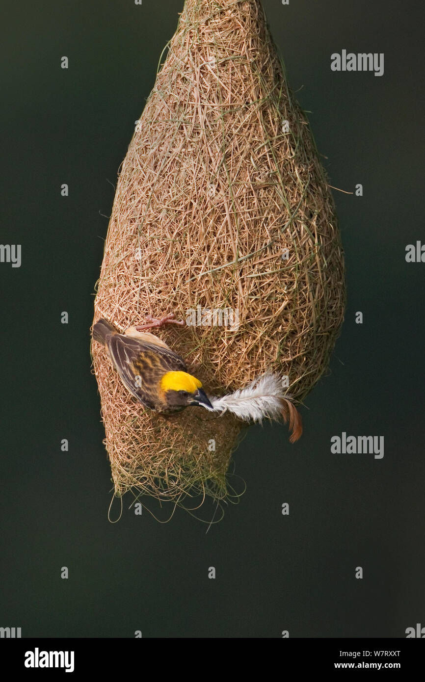 Animal sequence image hi-res stock photography and images - Alamy