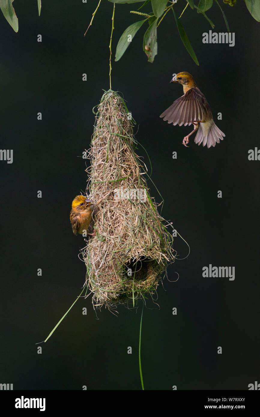 Baya weaver (Ploceus philippinus) subadult birds on 'play nest ...