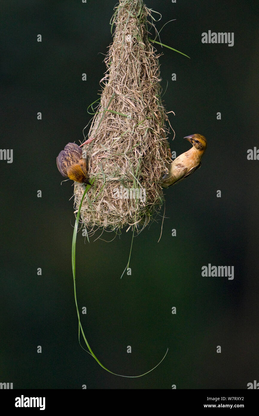 Baya weaver (Ploceus philippinus) subadult birds practising building ...
