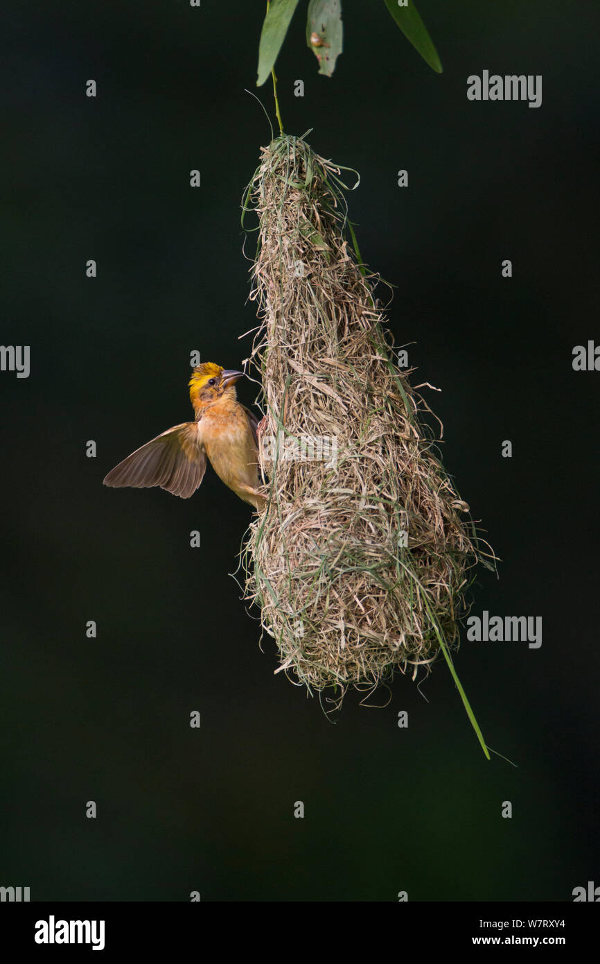 Baya weaver (Ploceus philippinus) subadult bird practising building 'play nest', Singapore Stock ...