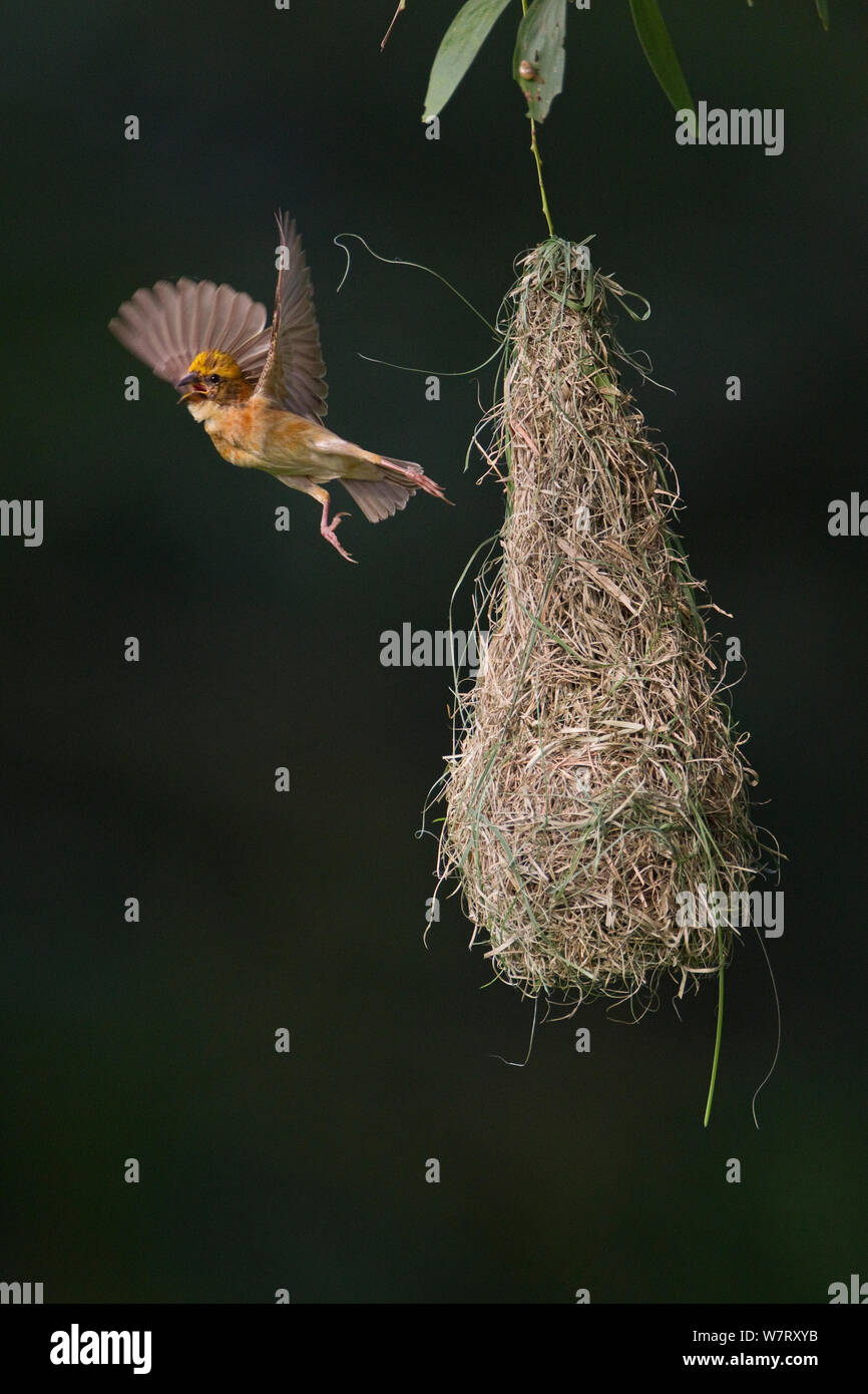 Baya weaver (Ploceus philippinus) subadult bird leaving 'play nest ...