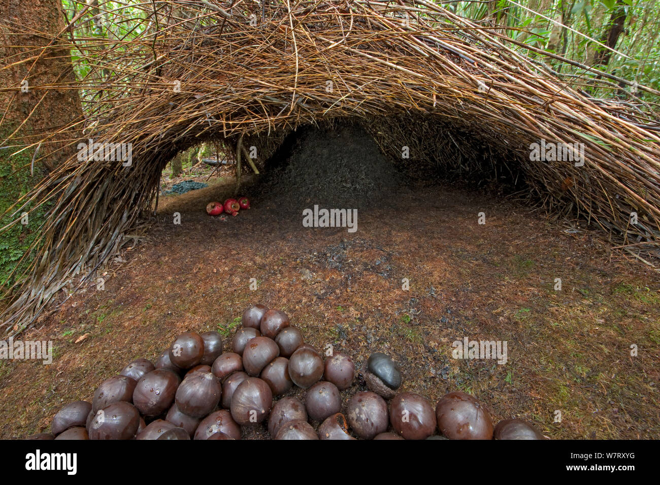 Vogelkop bowerbird hi-res stock photography and images - Alamy