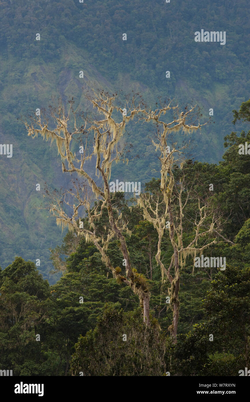 Primary or old growth rainforest with dead tree covered with Beard ...
