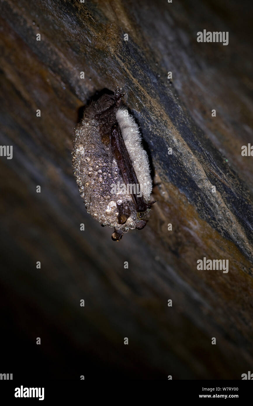 Whiskered bat (Myotis mystacinus) hibernating in cave with hairs ...