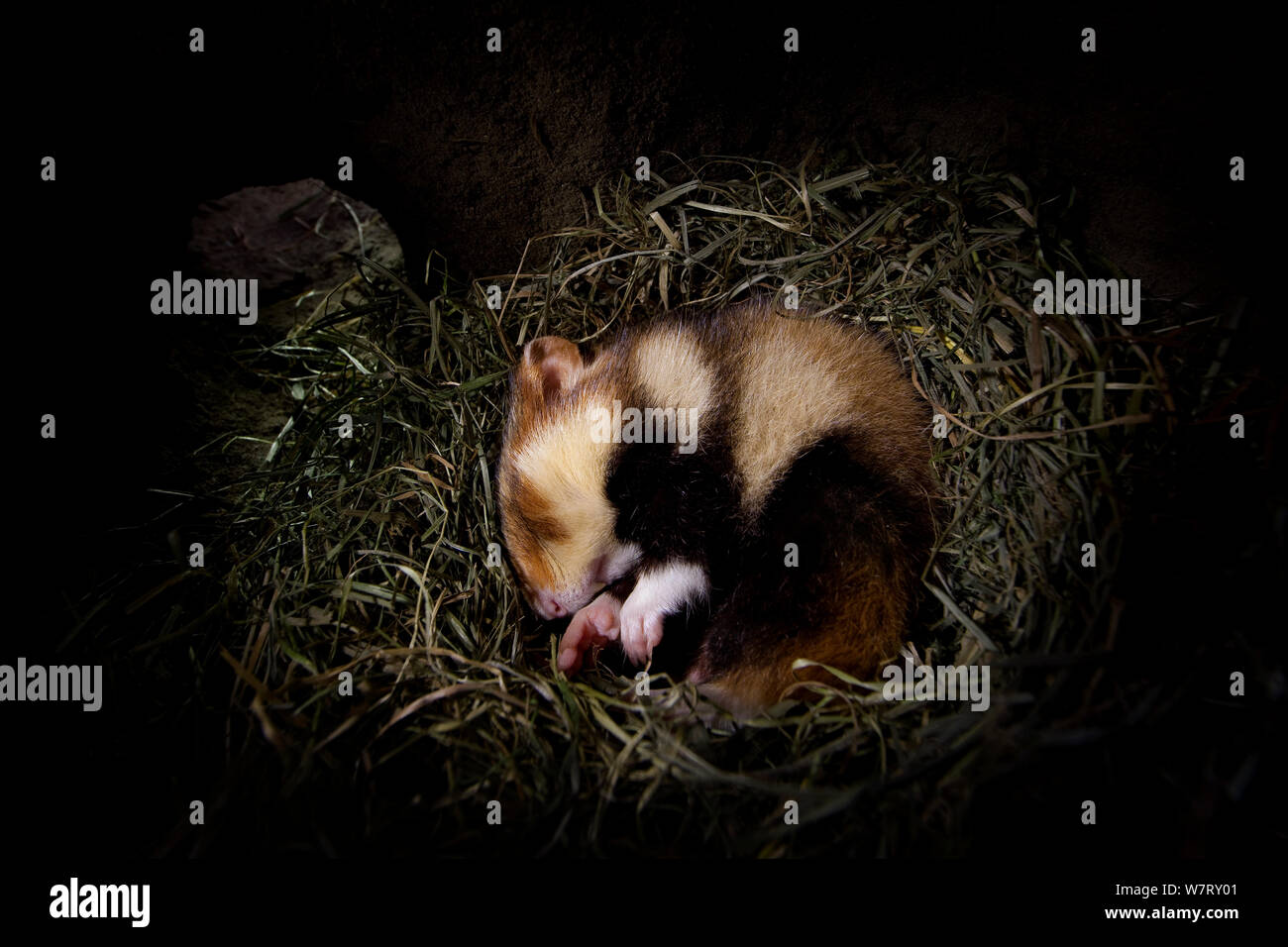 Common Hamster (Cricetus cricetus) hibernating underground in burrow ...
