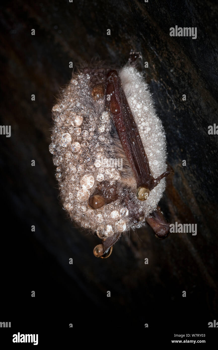 Whiskered bat (Myotis mystacinus) hibernating in cave, hairs covered in ...