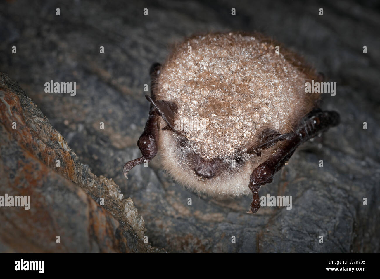Whiskered bat (Myotis mystacinus) hibernating in cave, hairs covered in ...