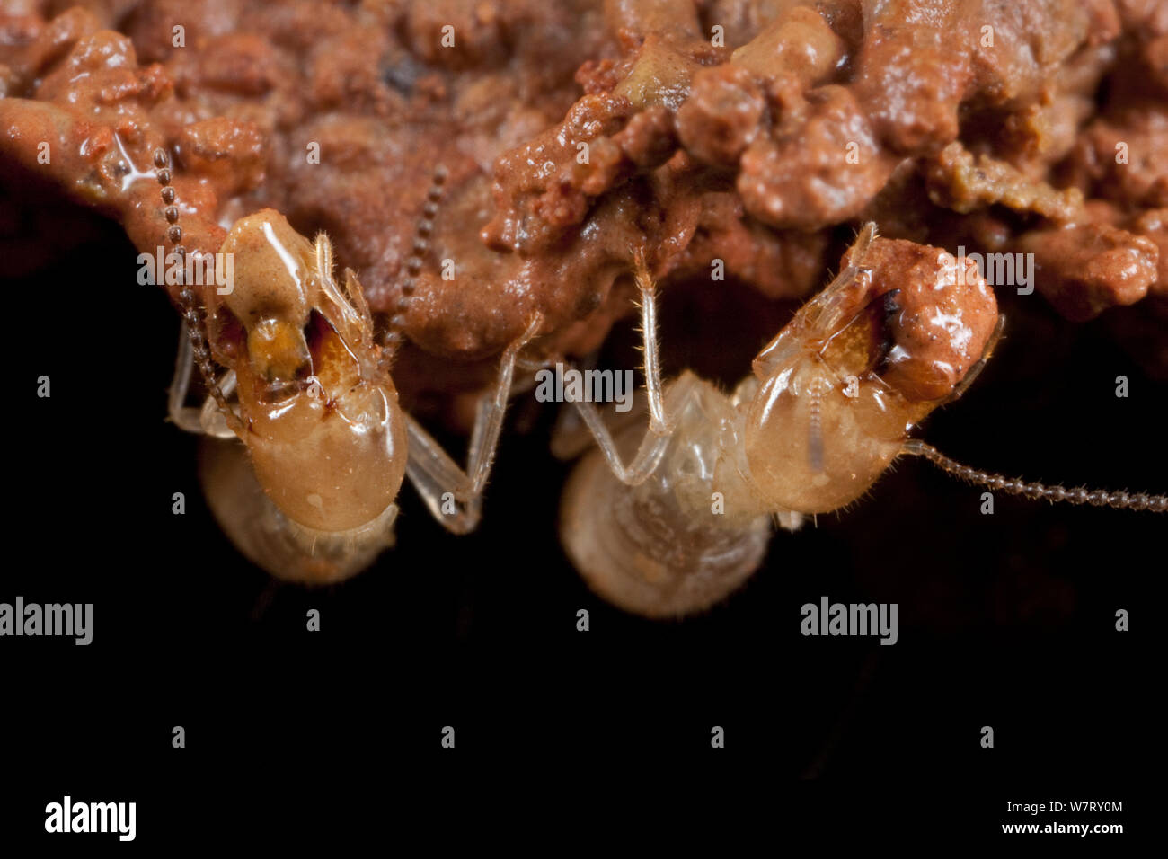 Macrotermes bellicosus hi-res stock photography and images - Alamy