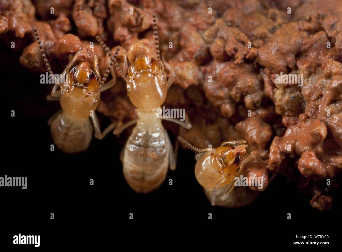 Macrotermes Bellicosus High Resolution Stock Photography and Images - Alamy