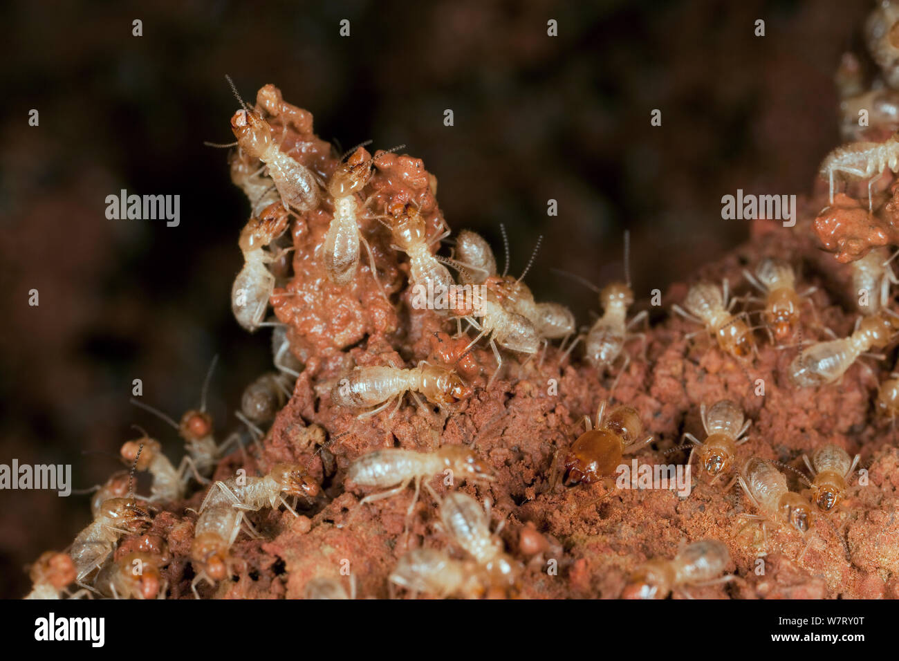 Macrotermes Bellicosus High Resolution Stock Photography and Images - Alamy
