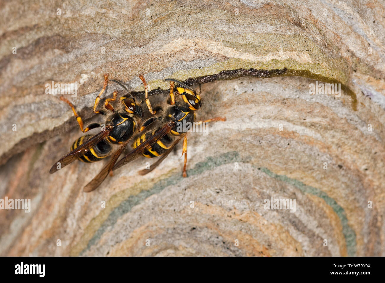 Median wasps (Dolichovespula media) building nest, Hessen, Germany ...