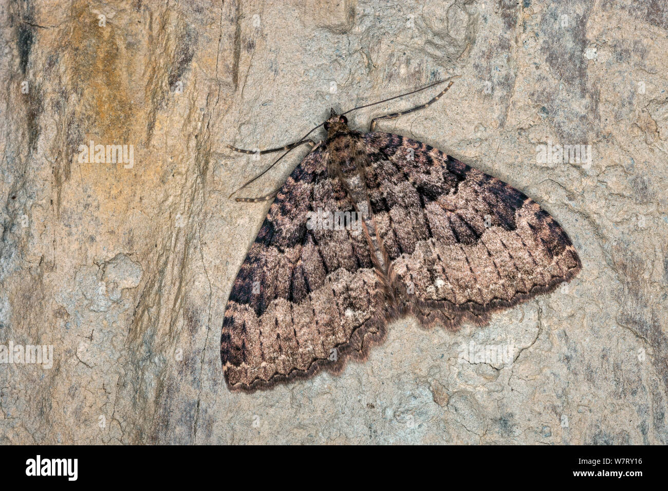 Tissue moth (Triphosa dubitata) hibernating in cave, Germany, February ...