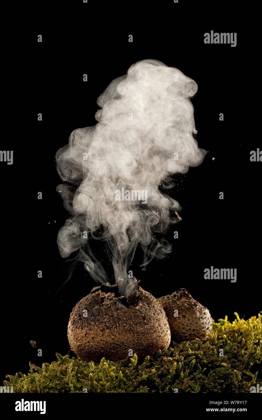 Common earthball fungus (Scleroderma citrinum) emitting spores, Germany ...