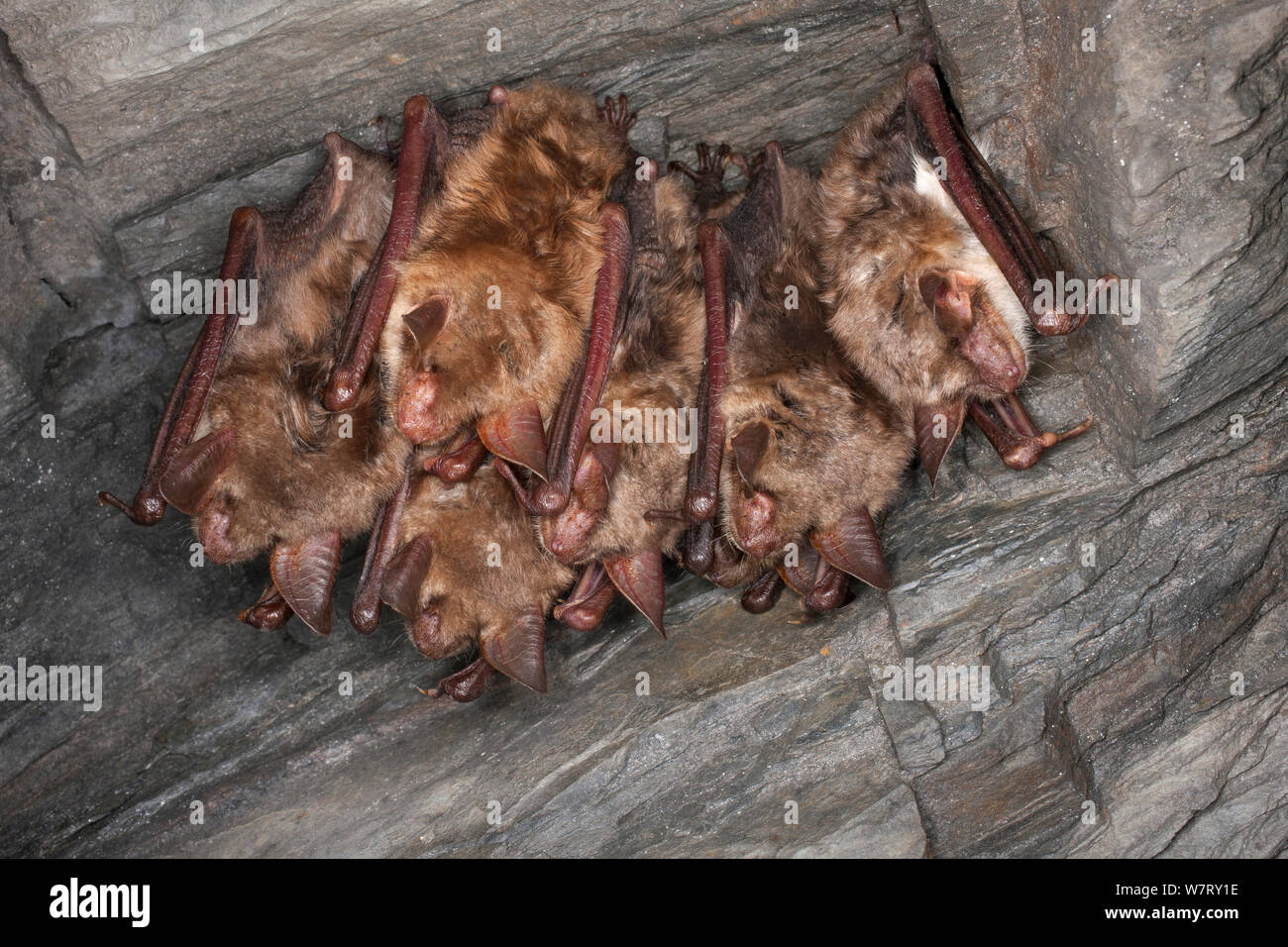 Greater mouse-eared bat (Myotis myotis) group hibernating in cave ...