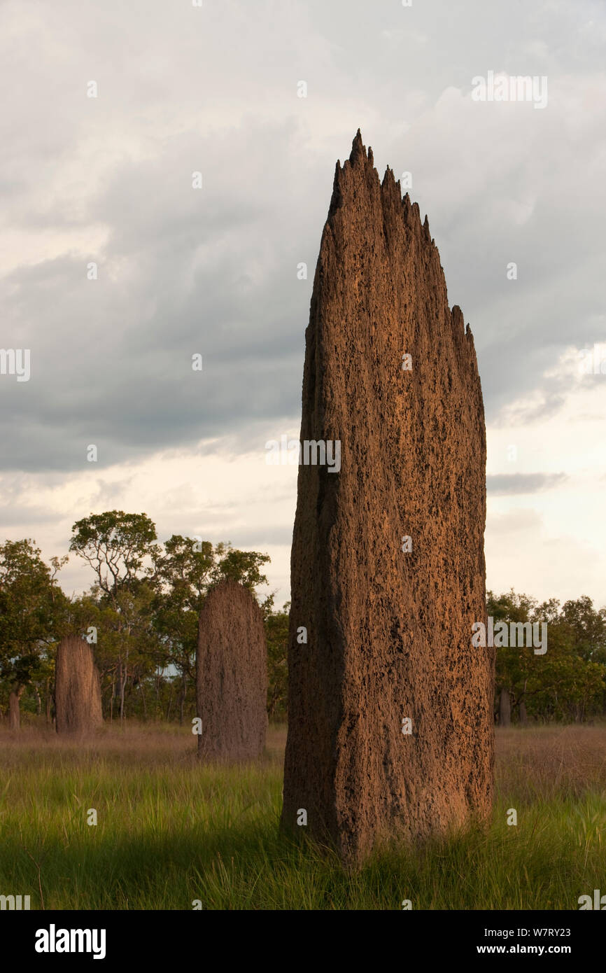Magnetic Termite (Amitermes meridionalis) mounds in grassland ...