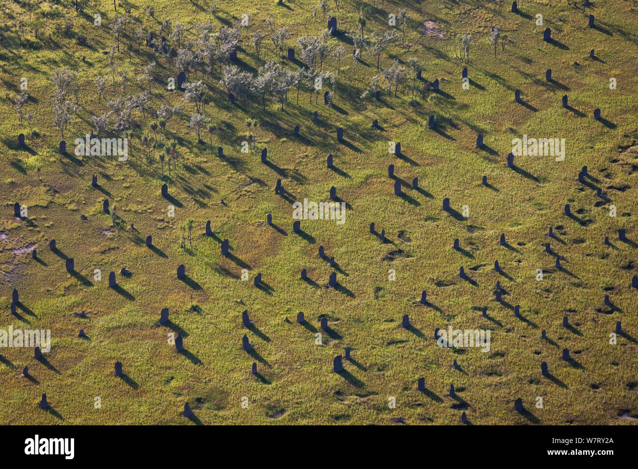 Magnetic termite (Amitermes meridionalis) aerial view of mounds in ...