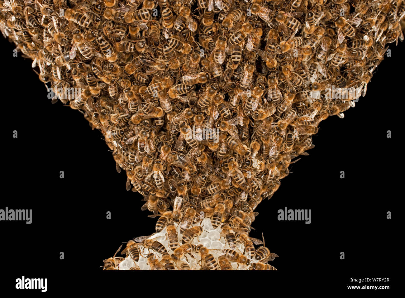 Honey Bee (Apis mellifera) mass on wild beehive, Germany Stock Photo ...